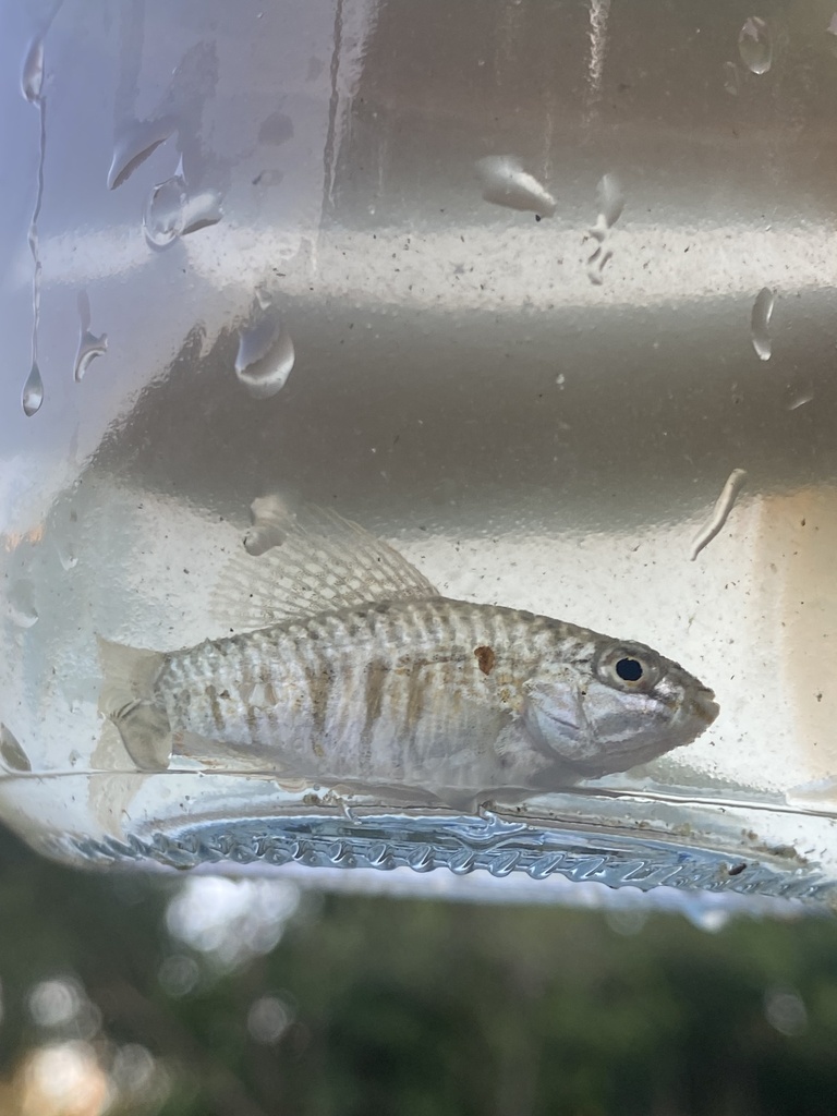 Goldspotted Killifish in September 2022 by notopteridae · iNaturalist