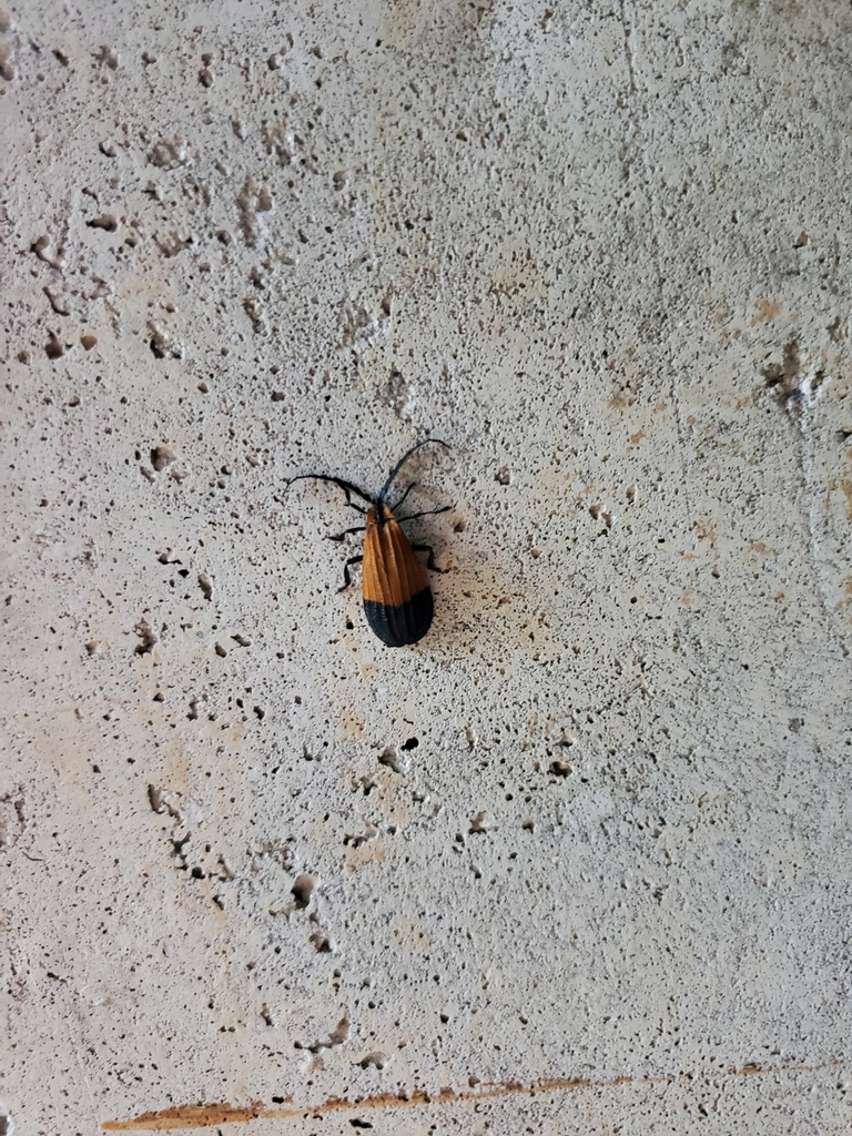 End Band Net-winged Beetle from Teutopolis Township, IL, USA on ...