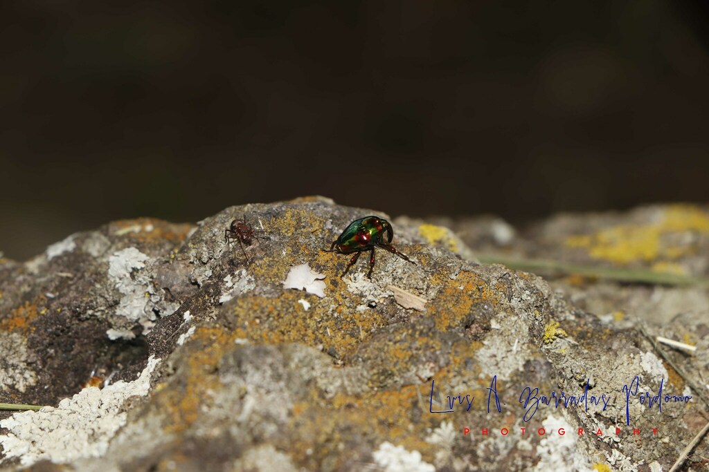 Jewel Weevil from Dos Ríos, Ver., México on September 20, 2022 at 01:08 ...