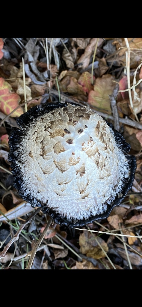 inky caps from Coyote Hills Regional Park, Fremont, CA, US on November ...