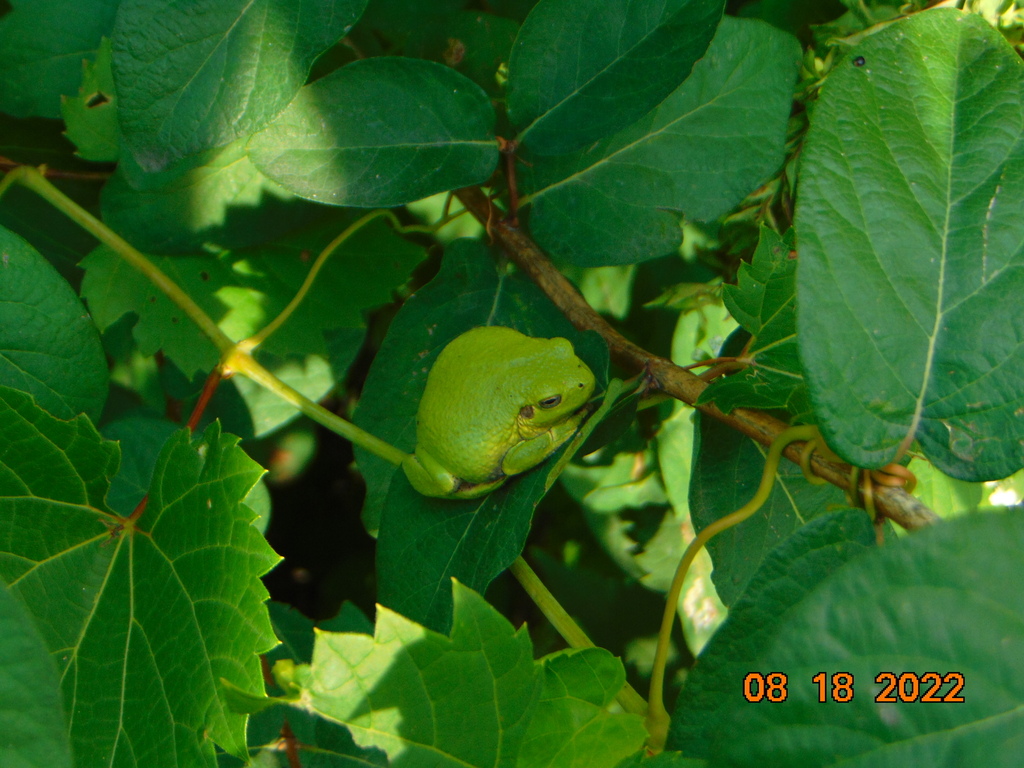 Gray Treefrog Species Complex from Hennepin County, MN, USA on August ...