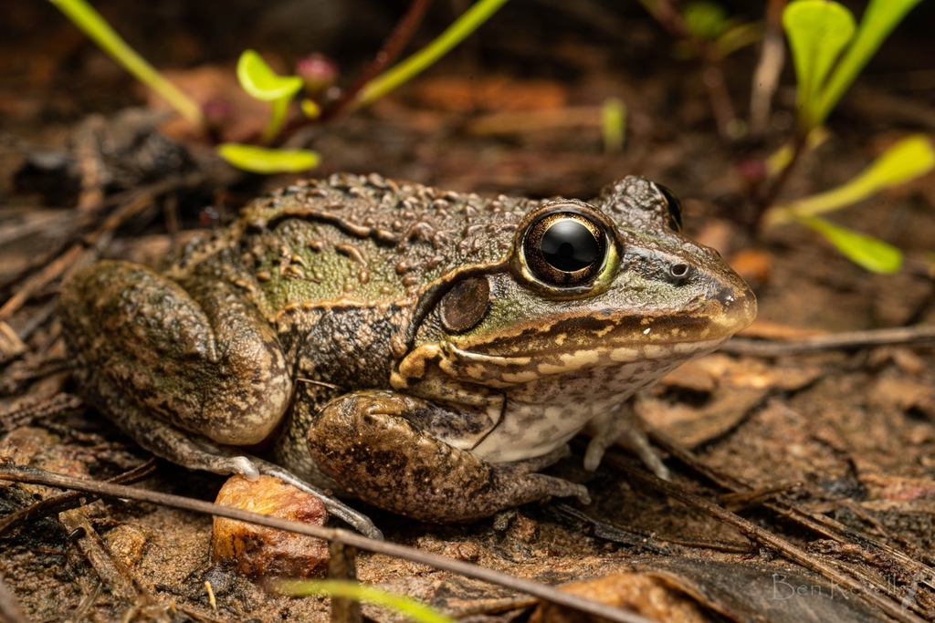 Striped Burrowing Frog from Yandaran QLD 4673, Australia on September ...