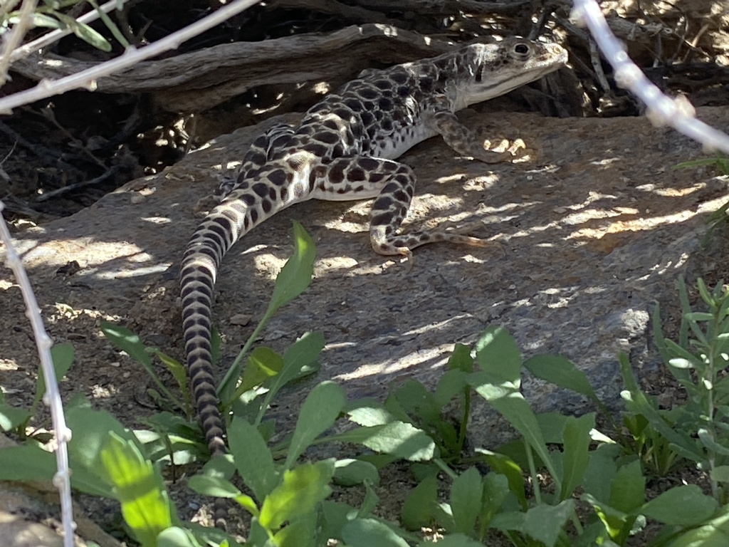 Long-nosed Leopard Lizard from SR-266, Goldfield, NV, US on September ...