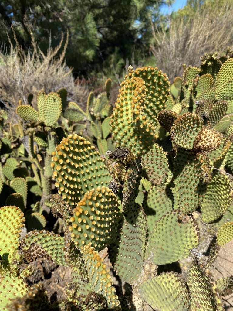 Bunny Ears Cactus from Bonelli Bluffs RV Resort & Campground, San Dimas ...