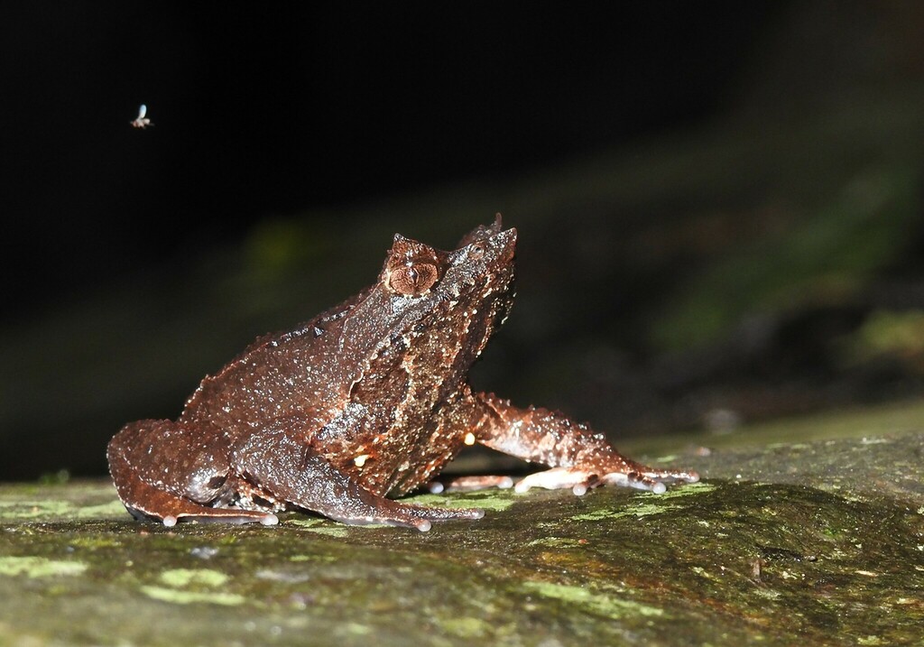 Javan Horned Frog from Bogor Regency, West Java, Indonesia on August 21 ...