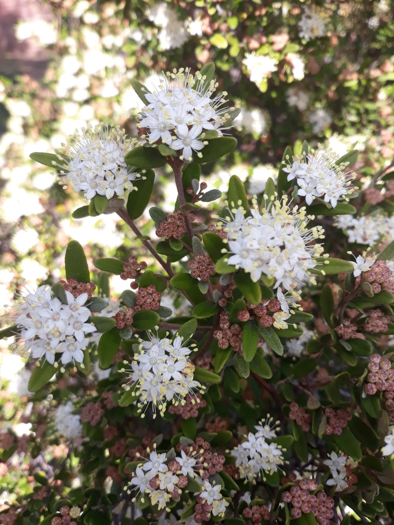 scaly phebalium from Highton VIC 3216, Australia on September 22, 2022 ...