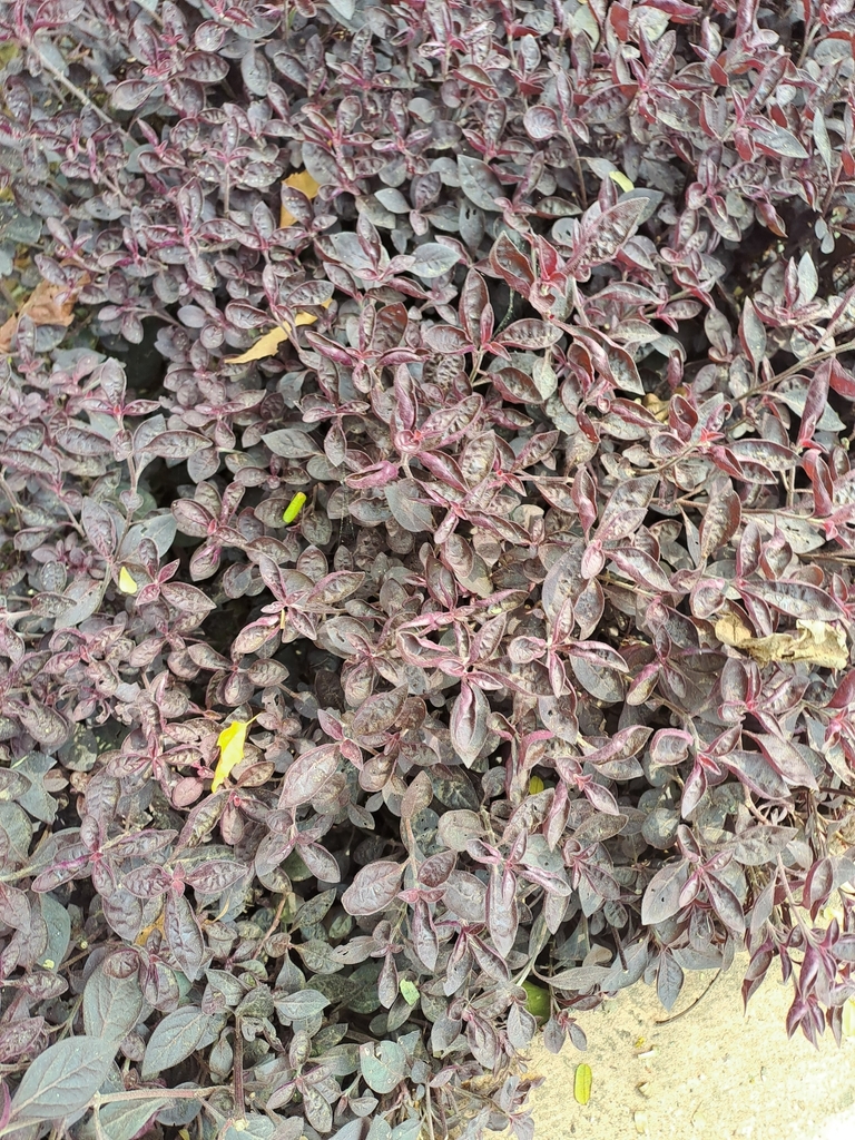 dicots from JR29+8QX, Gujarat 388421, India on September 22, 2022 at 10 ...