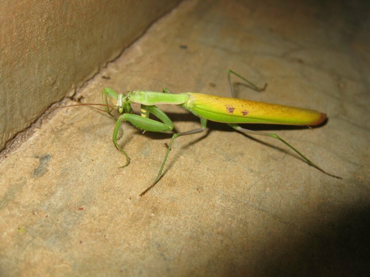 Paramantis natalensis from Serengeti National Park, Tanzania on May 4 ...