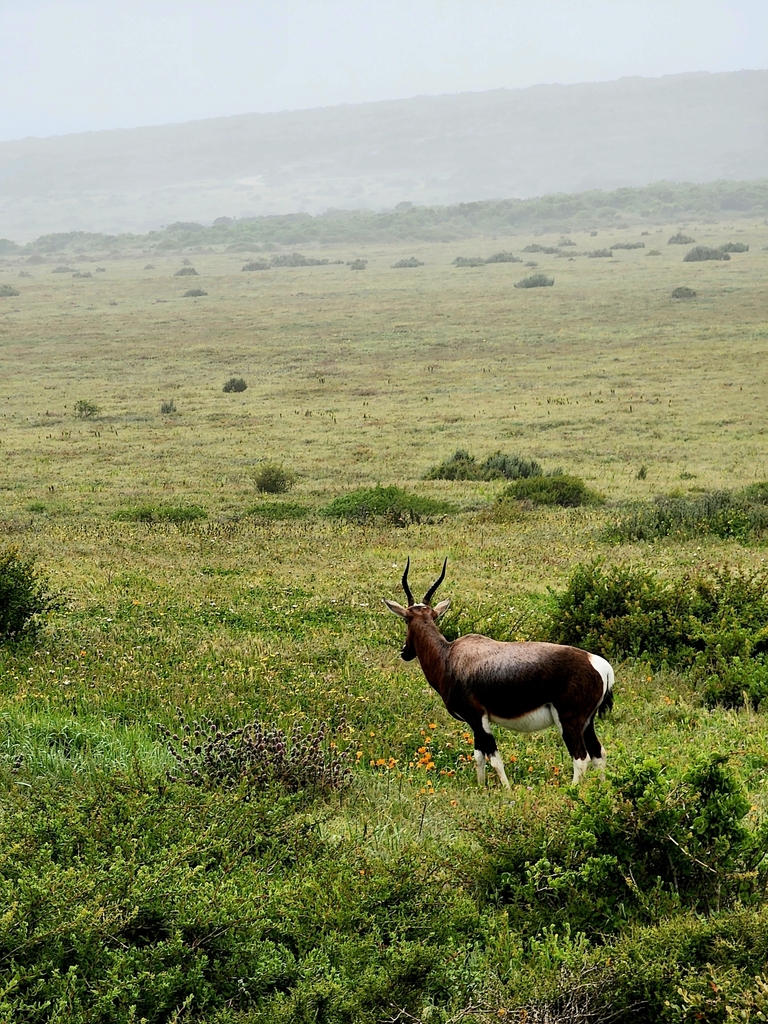 Bontebok from West Coast DC, South Africa on September 10, 2022 at 10: ...