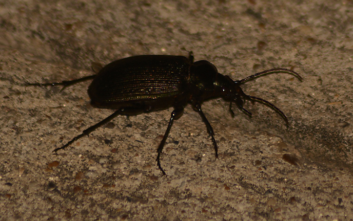 Black Caterpillar Hunter from Mt. Pleasant, Texas on August 27, 2015 by ...