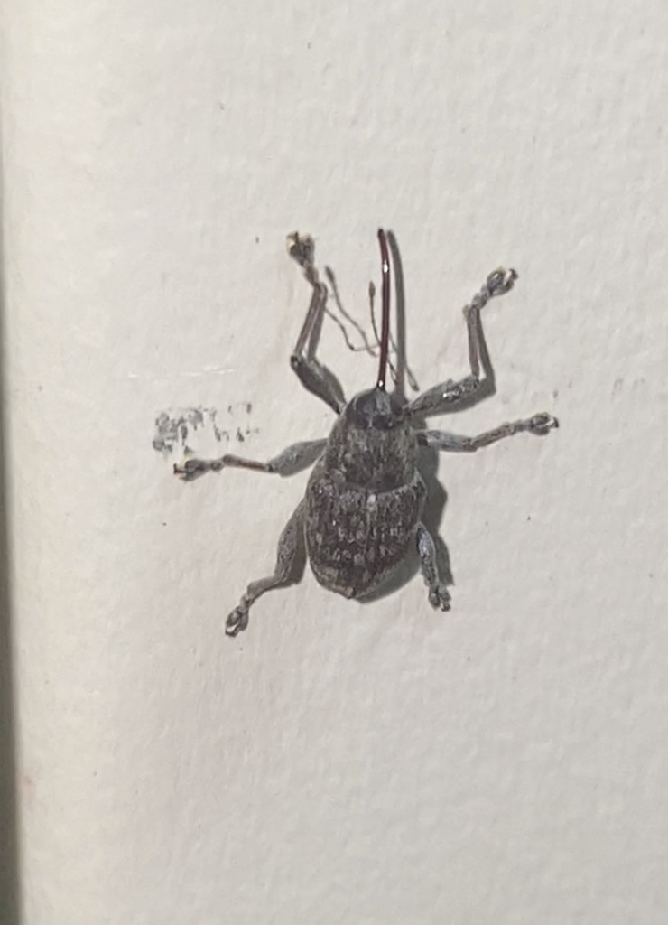 True Weevils from Staten Island, New York, NY, US on September 22, 2022 ...