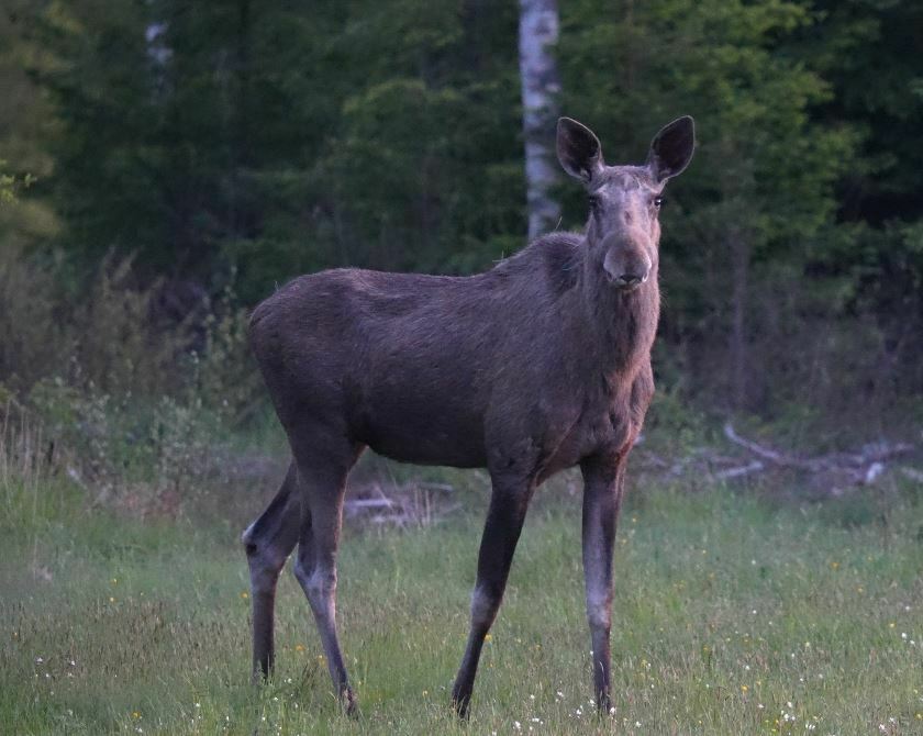 European Elk from Laxå, Suède on June 2, 2022 at 03:36 PM by Alexandre ...