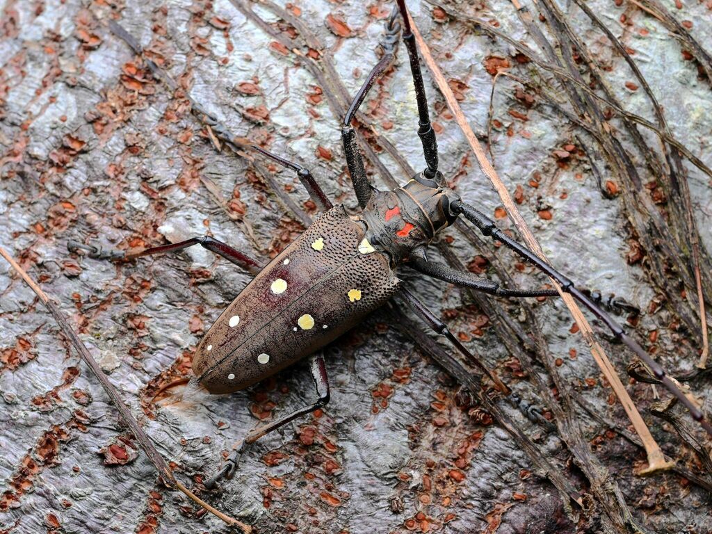 Mango Longhorn Beetle from 中国云南省西双版纳傣族自治州勐腊县 on September 21, 2022 at ...