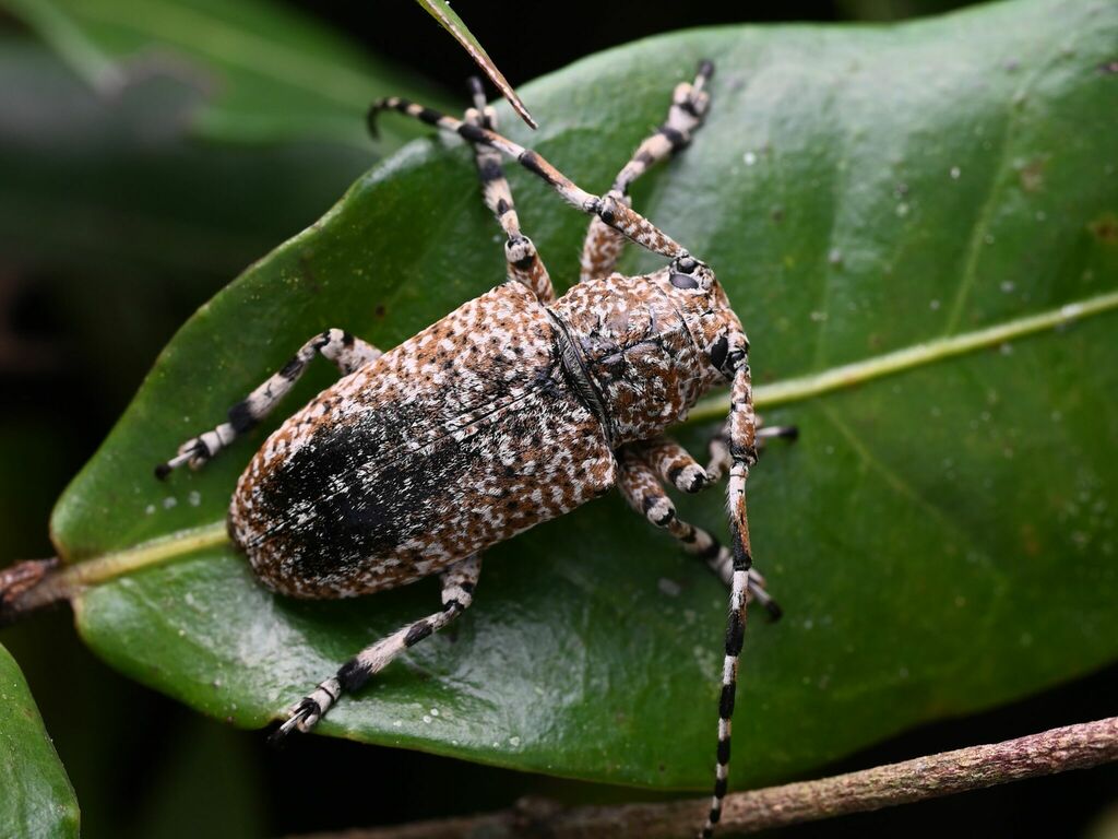 Coptops leucostictica from 中国云南省西双版纳傣族自治州勐腊县 on September 21, 2022 at ...