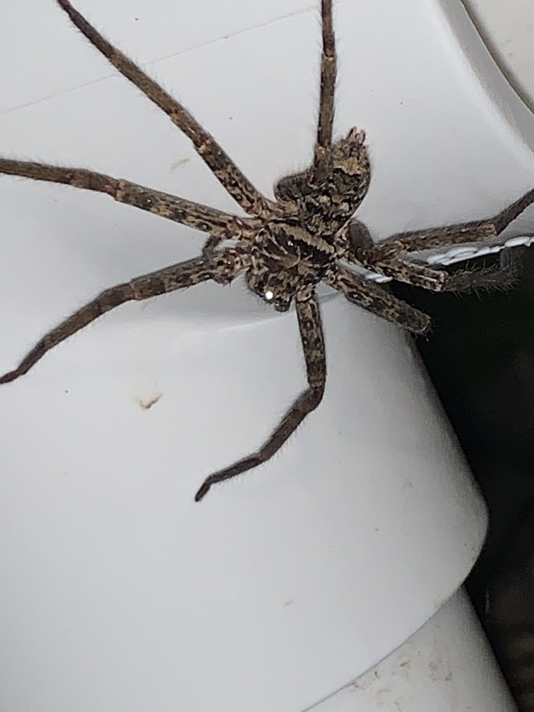 Giant Huntsman Spiders from Country Rd, Nome, QLD, AU on September 22 ...