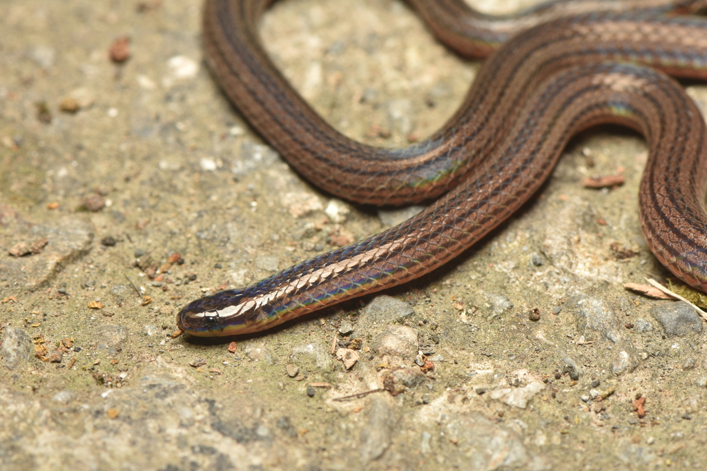 Collared Reed Snake in August 2022 by ph_hsu · iNaturalist