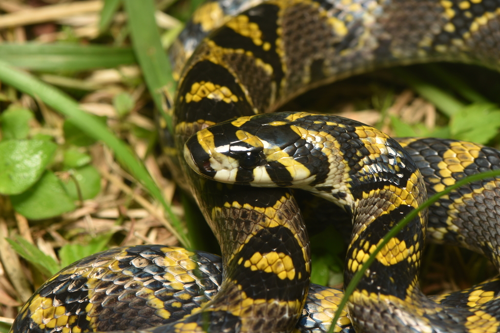 Mandarin Ratsnake in August 2022 by ph_hsu · iNaturalist