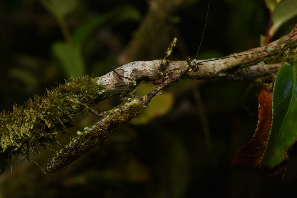 Phyllothelys cornutus in August 2022 by ph_hsu · iNaturalist