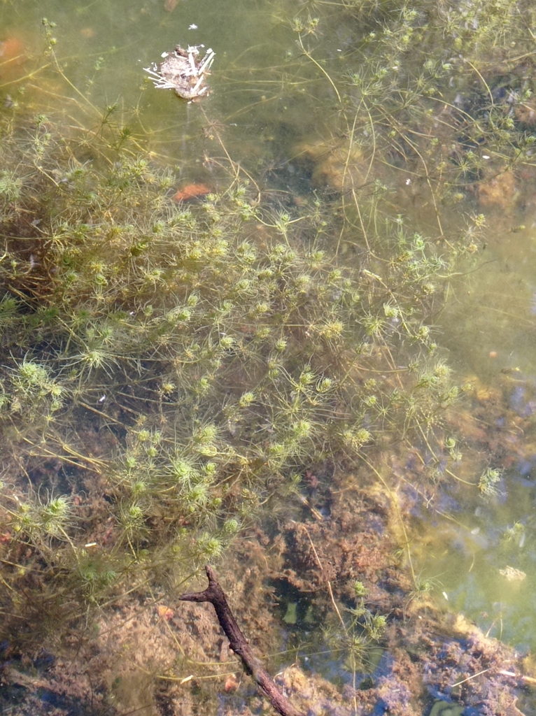 muskgrass from 01021 Acquapendente VT, Italia on September 22, 2022 at ...