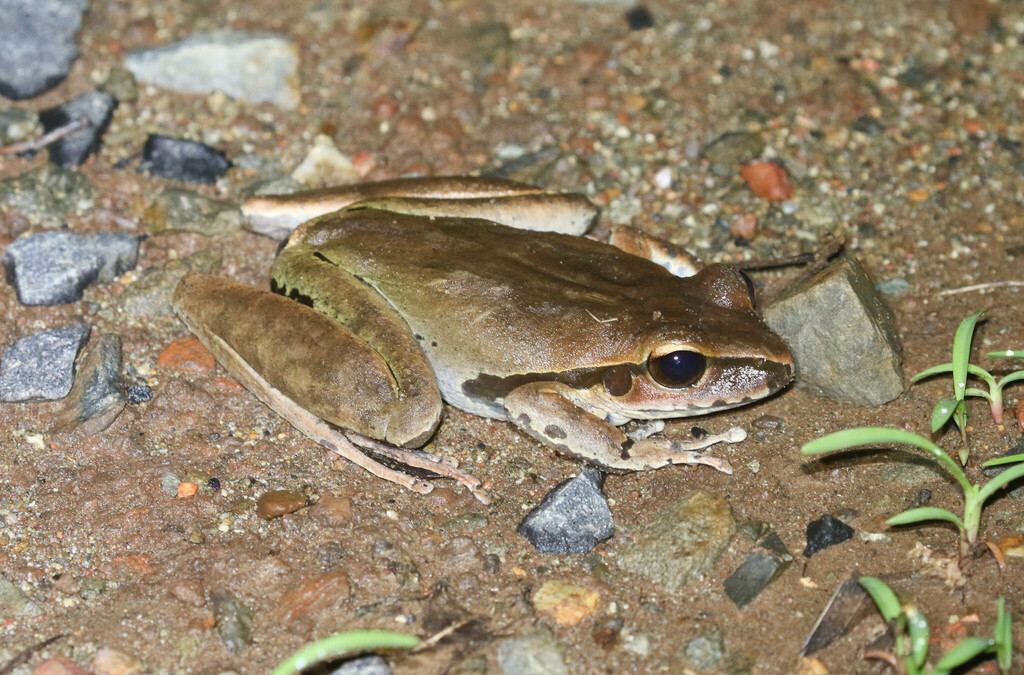 Jungguy Frog in January 2022 by Dan Ashdown · iNaturalist