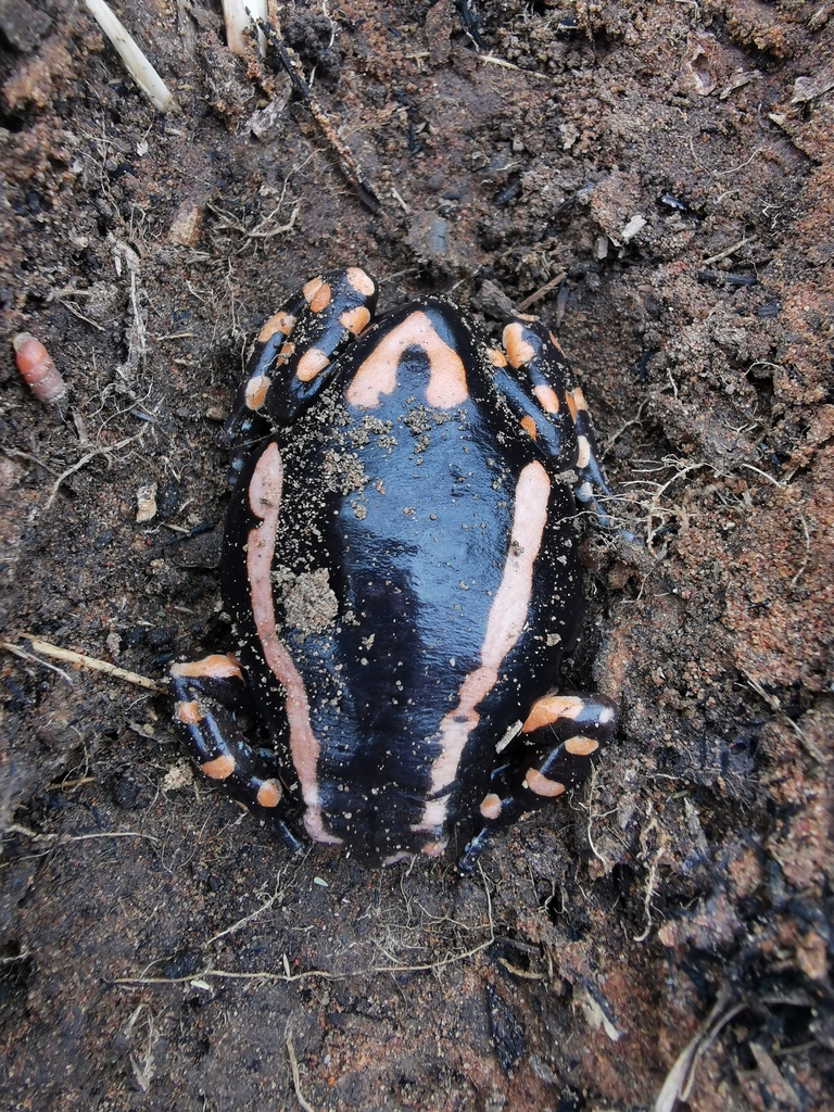 Red-Banded Rubber Frog from King Cetshwayo District Municipality, South ...