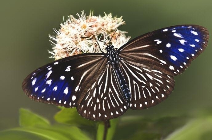 Striped Blue Crow Butterfly from 482F+377, Badamtam Tea Garden, West ...