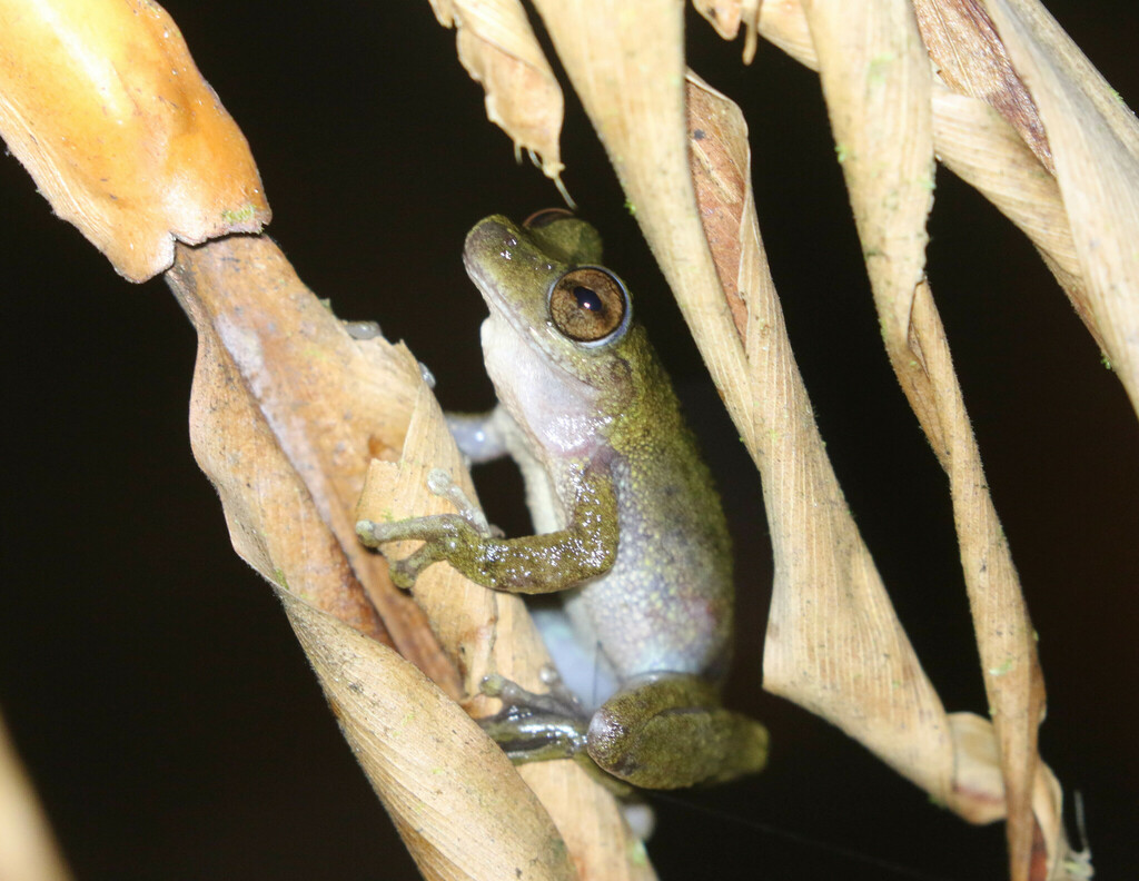 Common Mist Frog from Wooroonooran QLD 4860, Australia on January 31 ...