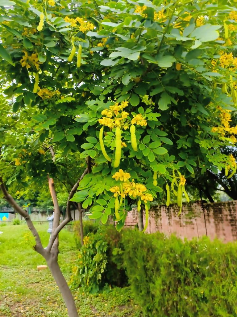 Smooth Senna from Chandigarh on September 22, 2022 at 03:49 PM by ...