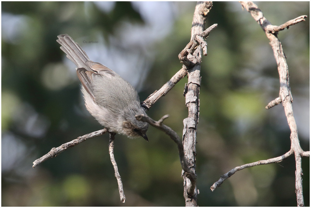 Bushtit from Davis Mountains, Texas, U.S.A. on September 11, 2022 at 03 ...