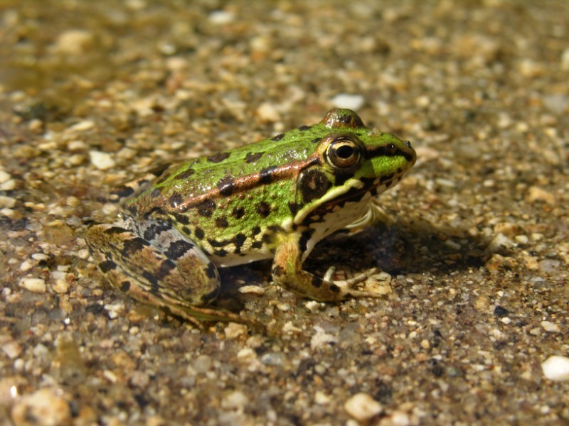 Iberian Green Frog from Portugal - Estação da Biodiversidade - Souto da ...