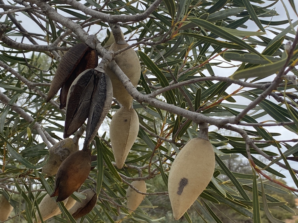 sandplain woody pear in September 2022 by Patricia (Patty) Chan ...