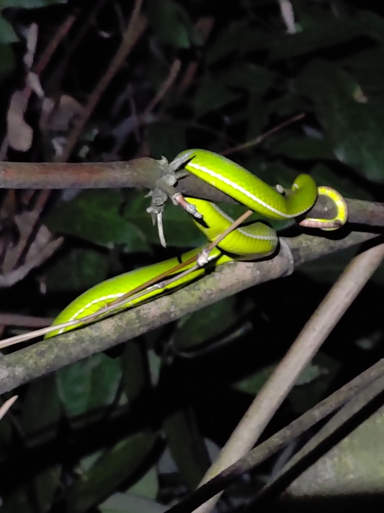 Chinese Green Tree Viper from Yulin, TW-TA, TW on September 22, 2022 at ...
