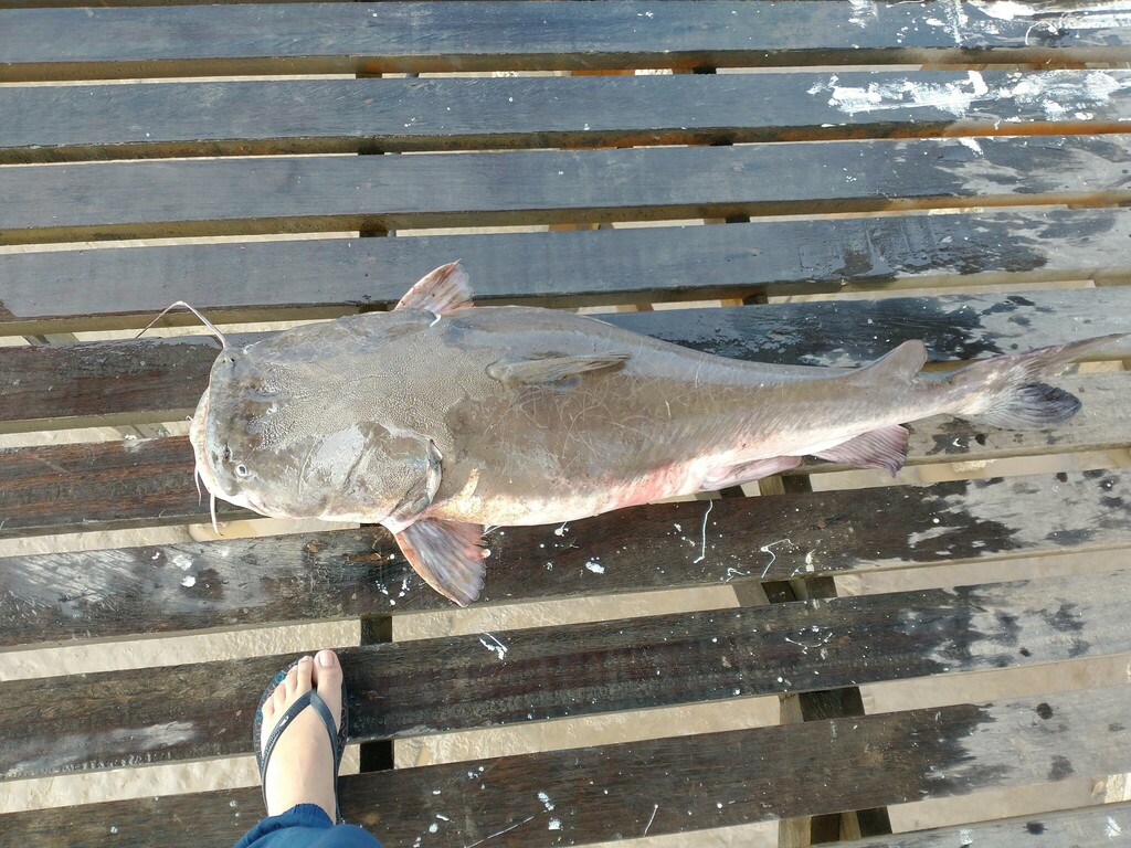 Crucifix sea catfish from Amapá - AP, 68950-000, Brasil on September 16 ...