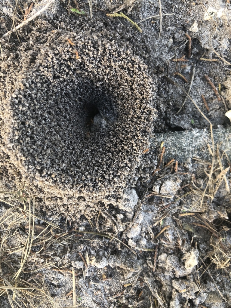 Buren's Pyramid Ant from Montague St, Tampa, FL, US on September 22 ...