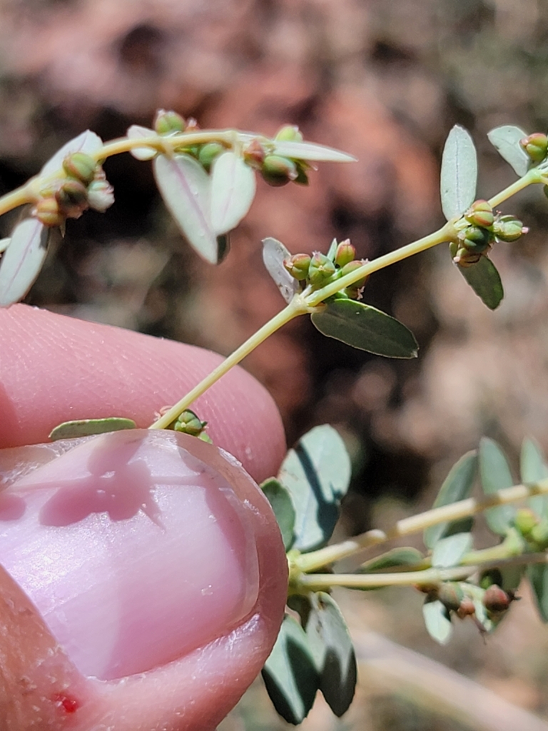 Abrams' sandmat in September 2022 by Kyle Gunther · iNaturalist