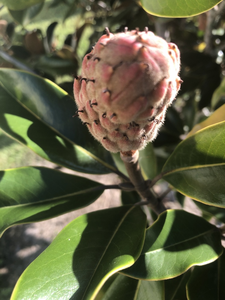 magnolias from Tampa, FL, US on September 22, 2022 at 09:06 AM by ...