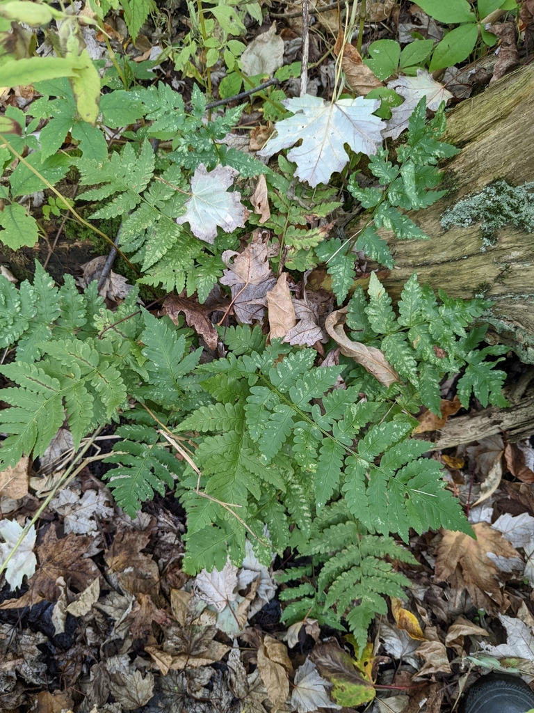 Clinton's wood fern in September 2022 by Cooper · iNaturalist