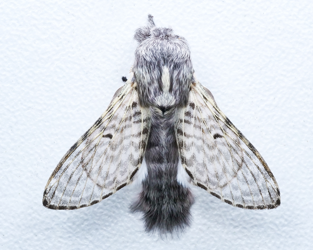 Lappet Moths from Finca Heimatlos Eco Lodge and Farm on July 18, 2022 ...