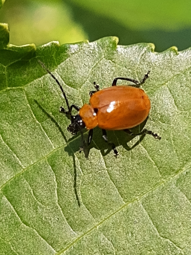 Isotes eruptiva from Morro da Cruz, Pato Branco - PR, 85505, Brasil on ...