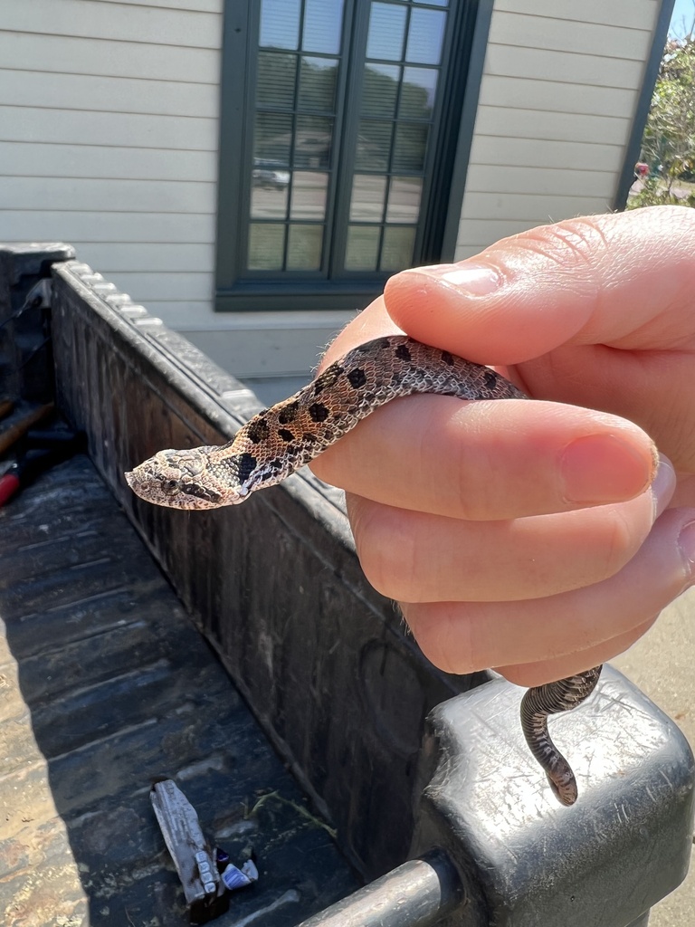 Eastern Hognose Snake from Ponca State Park, Newcastle, NE, US on ...