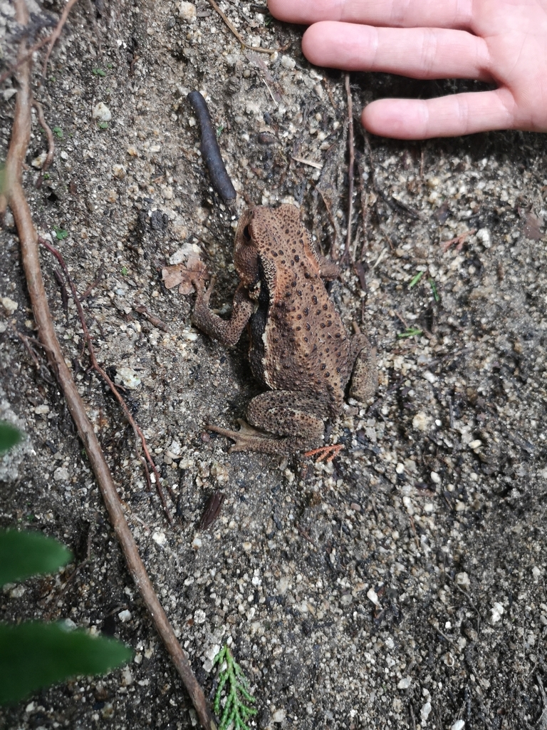 Eastern-Japanese Common Toad from 585-0022, Japan on September 18, 2022 ...