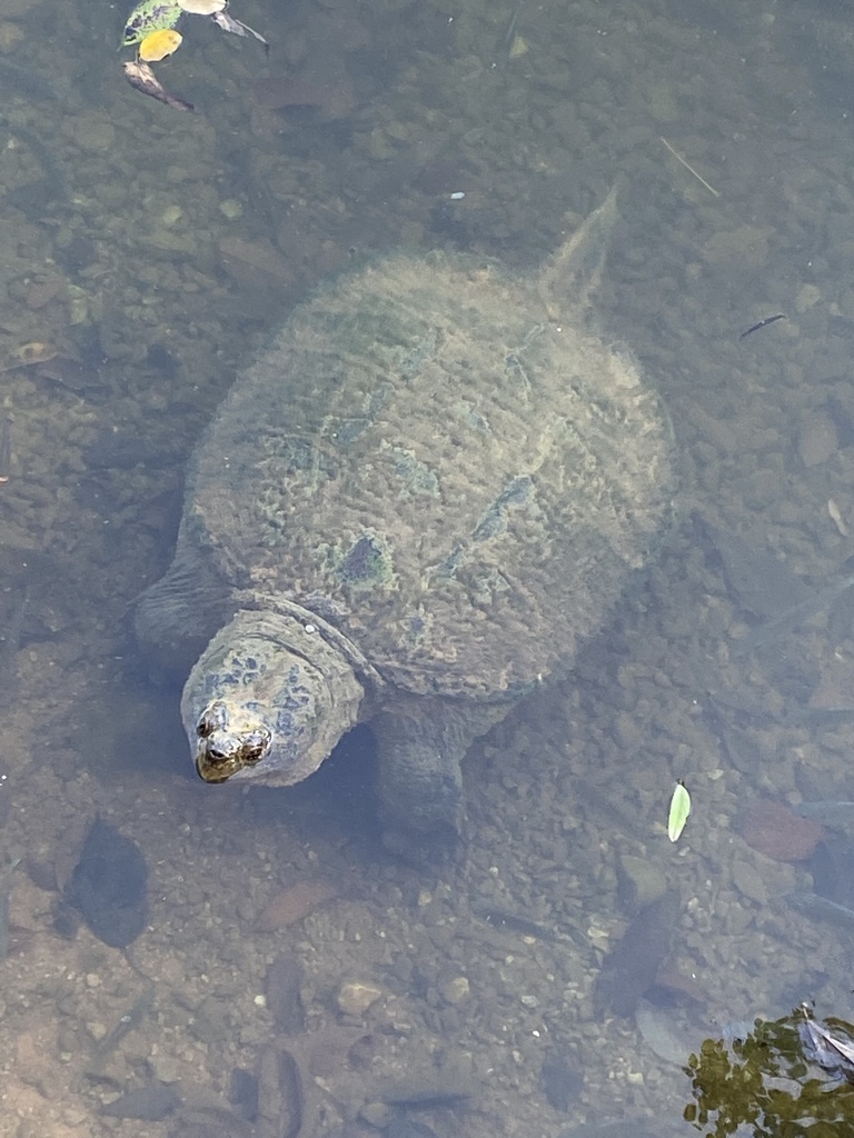 Common Snapping Turtle from Fountain Rock Park & Nature Center ...