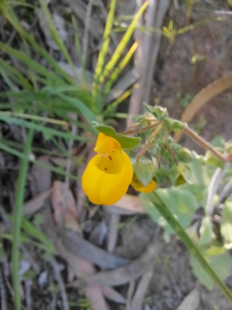 Calceolaria corymbosa from San Antonio, CL-VS, CL on September 22, 2022 ...