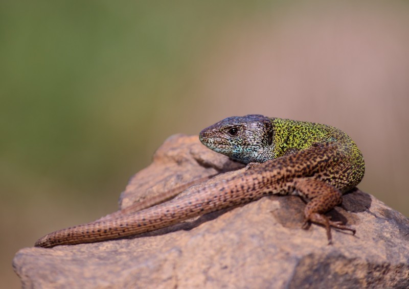Iberian Emerald Lizard in March 2012 by EBIOPT · iNaturalist