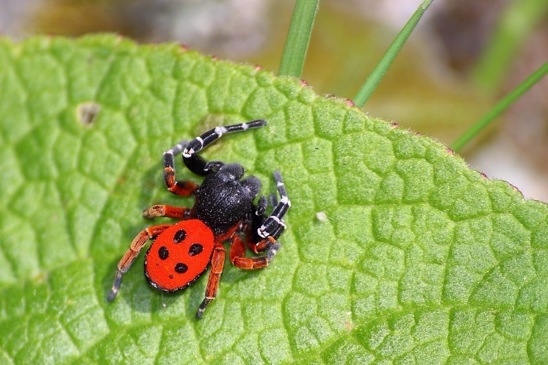Ladybird Spider from Portugal - Estação da Biodiversidade - Campo ...