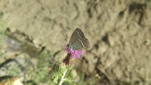 Satyrium deria · iNaturalist United Kingdom