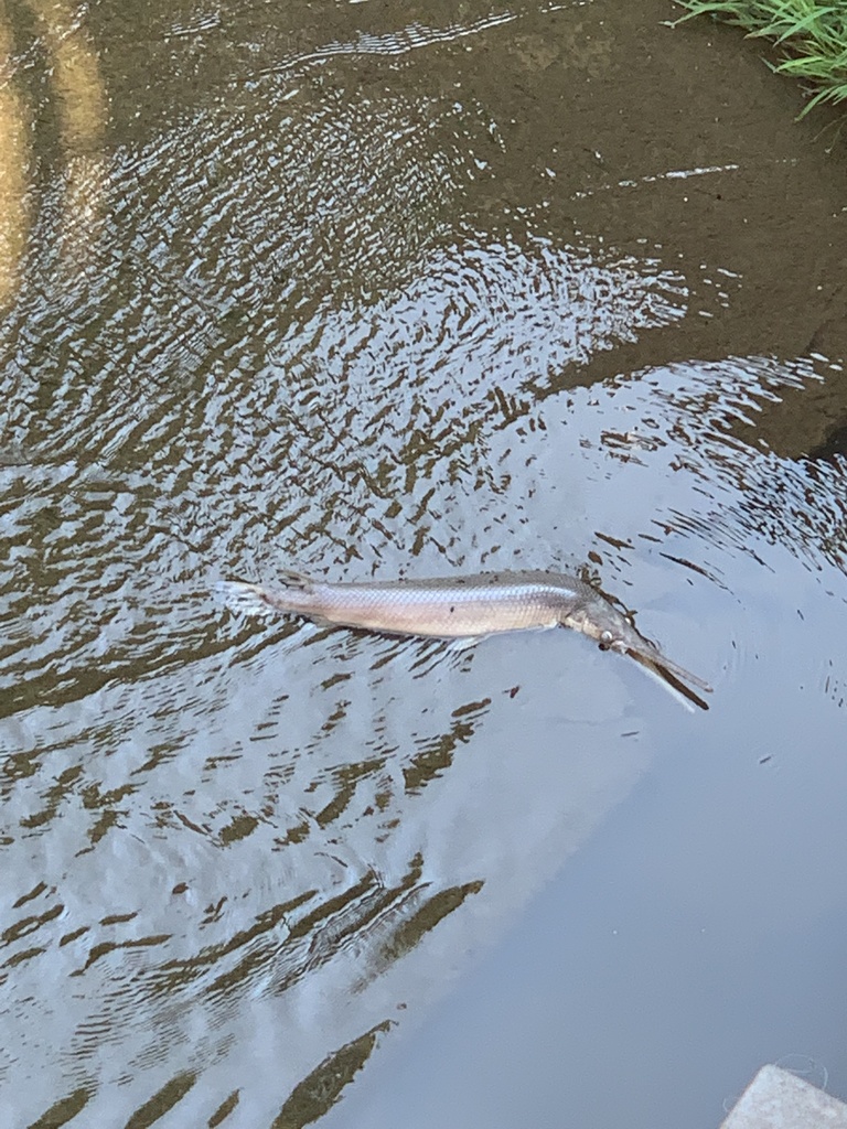 Longnose Gar from 30th St NW, Washington, DC, US on September 17, 2022 ...