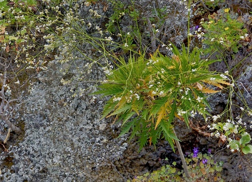 Crambe arborea · iNaturalist