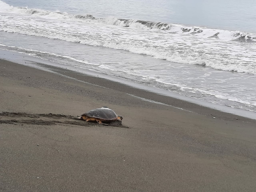 Hawksbill Sea Turtle in August 2022 by Andrés Jara · iNaturalist