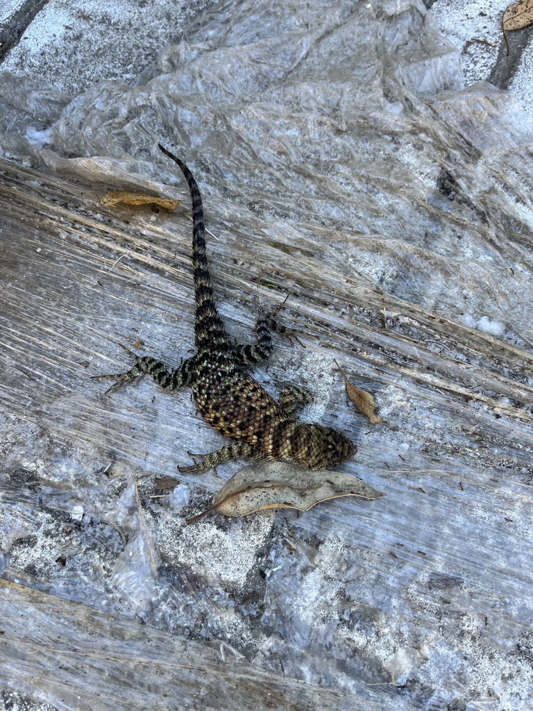 Granite Spiny Lizard from Ciera Ct, Poway, CA, US on September 22, 2022 ...